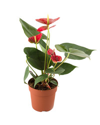 Flower and gift delivery in Angola | Cyber-Florist.com